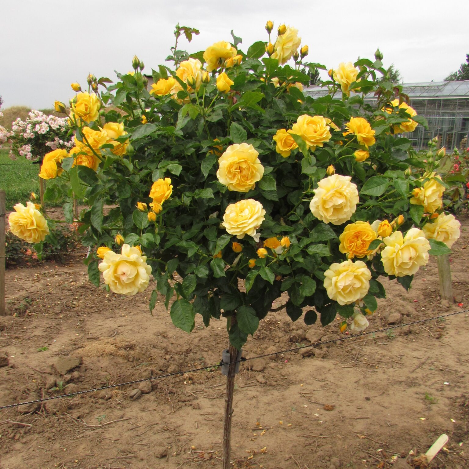 Tree Roses - Beautiful Vertical Blooms with Worldwide Shipping ...