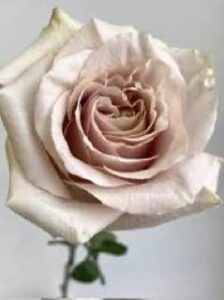 Rose Café Latte – moldavianrose.com
